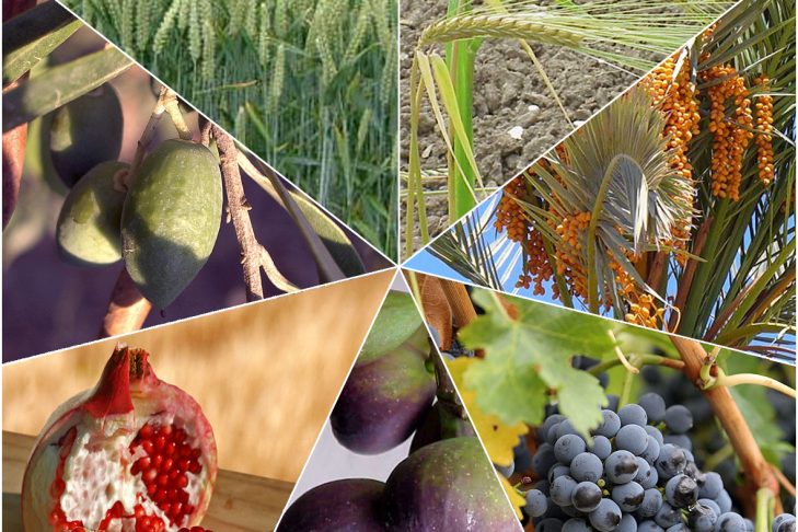 Tu BiSh'vat – Congregation Shalom of San Antonio